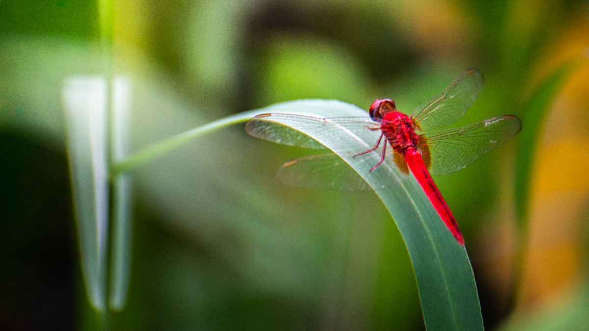 Could the humble dragonfly help pilots during flight? | Airbus